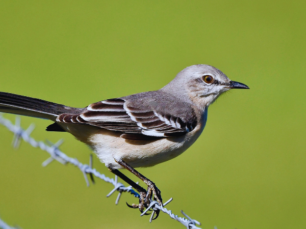 Animal Names in Spanish Starting With S - Spanish Grammar