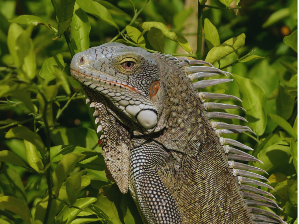 Animal Names in Spanish Starting with I - Spanish Grammar